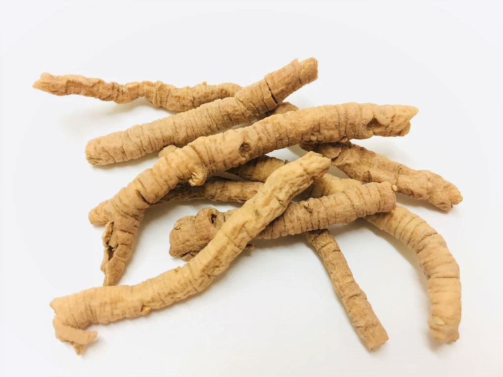 Senega Root | Organic Traditional Chinese Herbs | Forage & Faire